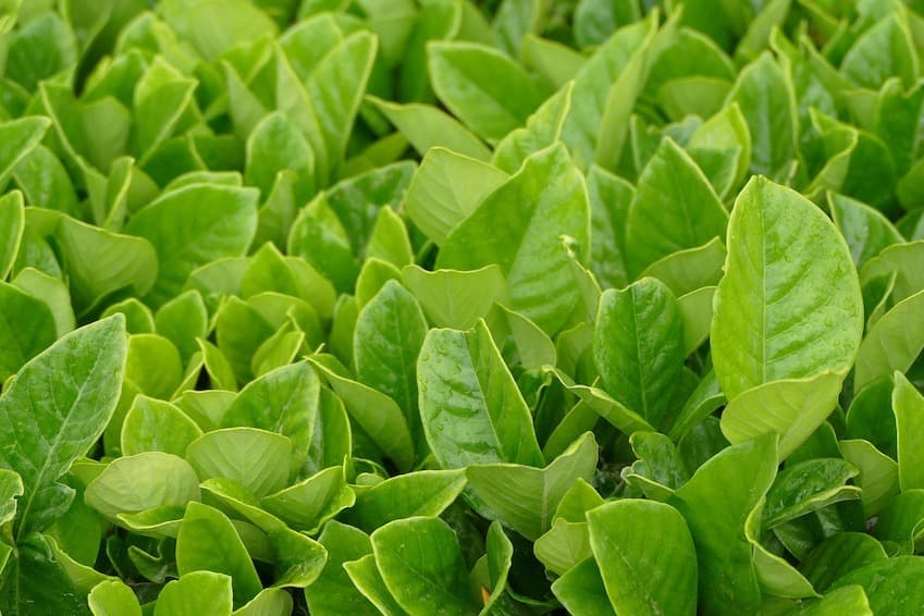 Discover Mauritius tea at Bois Chéri estate | Maurice Villas