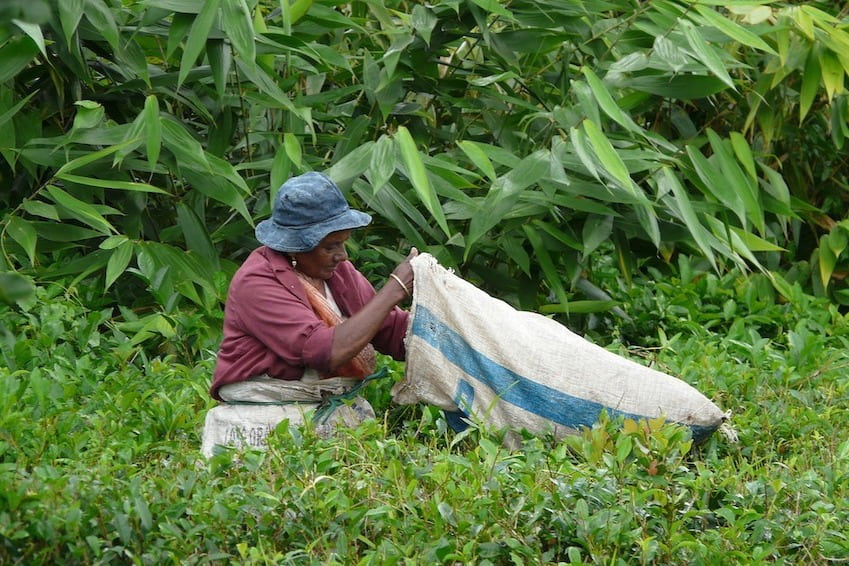 Discover Mauritius tea at Bois Chéri estate | Maurice Villas